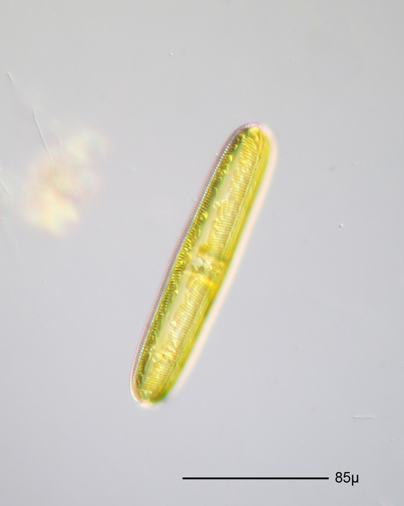 Navicula (ACC common pond water sample organisms) · iNaturalist