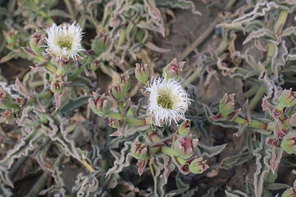 Crystalline ice plant from O for Olive on October 1, 2020 at 10:46 AM ...
