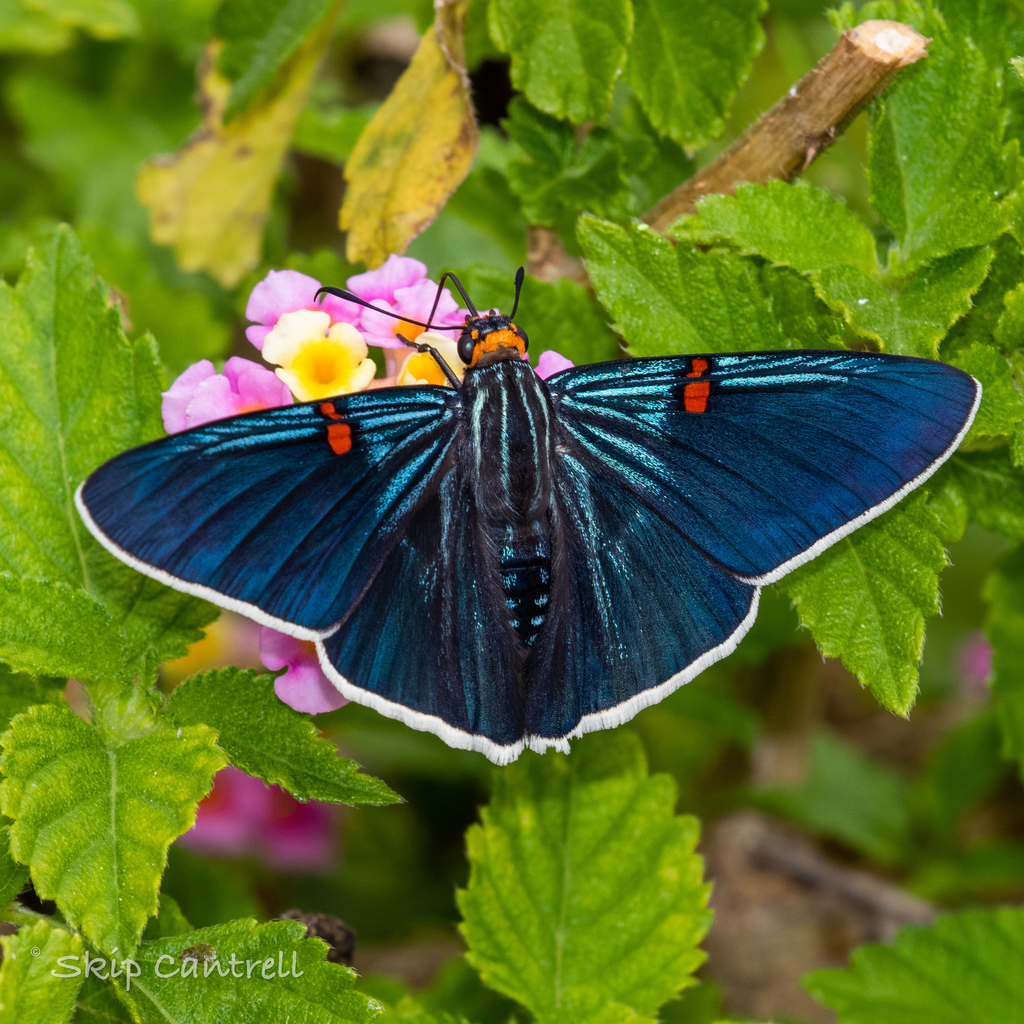 Guava Skipper from Hidalgo, Texas, United States on October 8, 2020 at ...