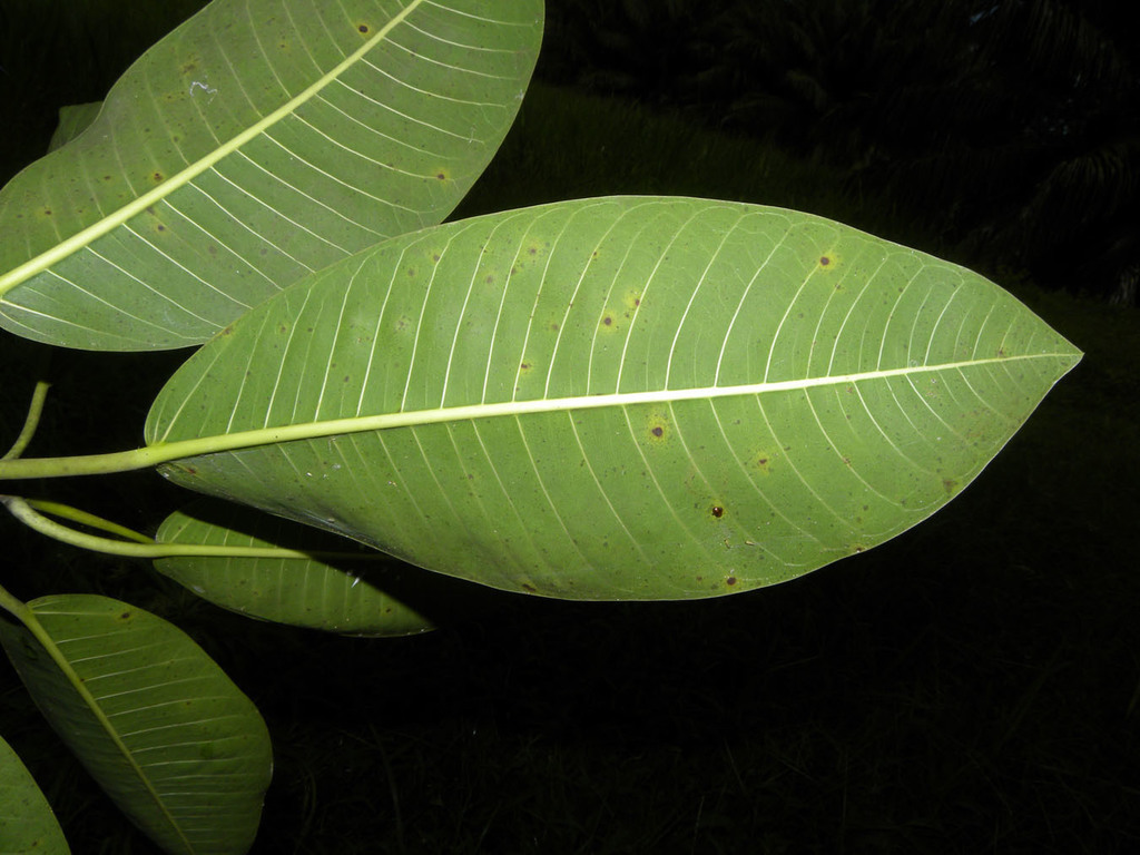 Wild Fig (Ficus insipida) - Botanical Realm