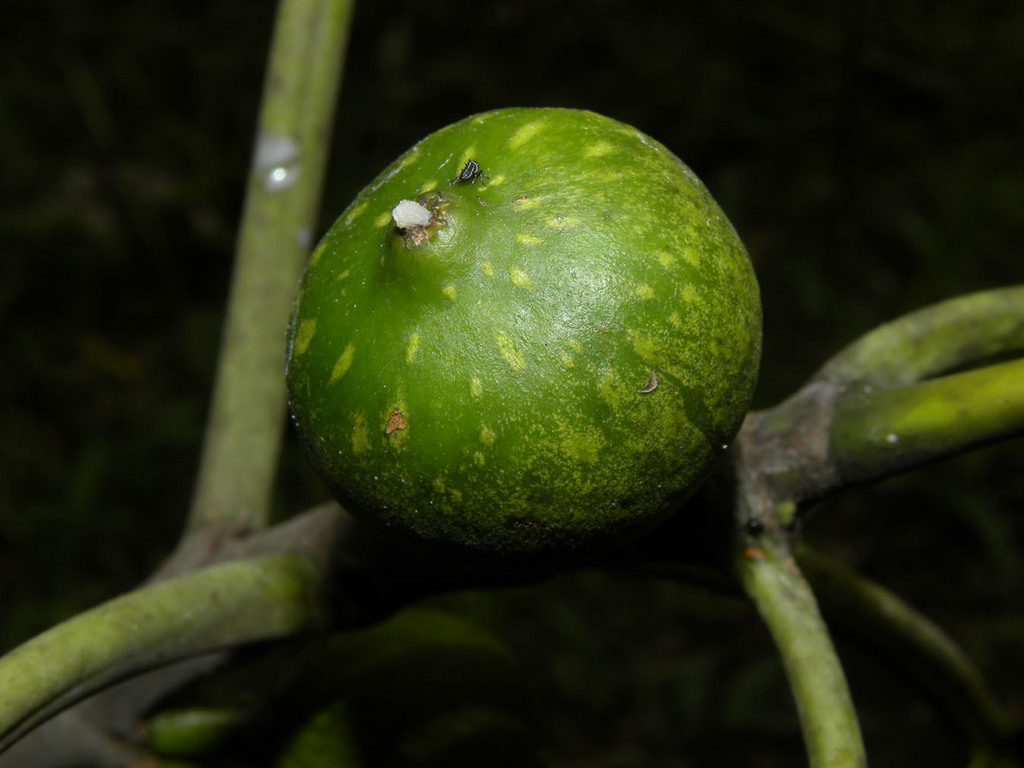 Wild Fig (Ficus insipida) - Botanical Realm