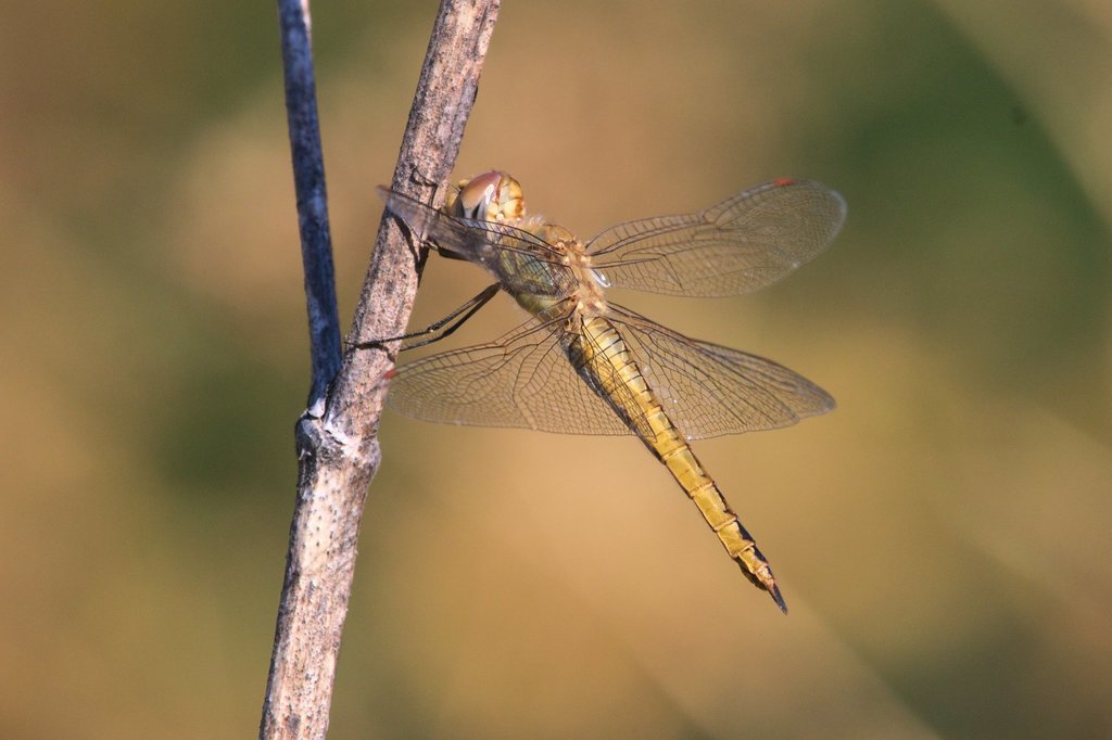 Wandering Glider from Oaks Bottom Wildlife Refuge, Portland, OR on ...