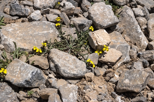 Erysimum mutabile · iNaturalist