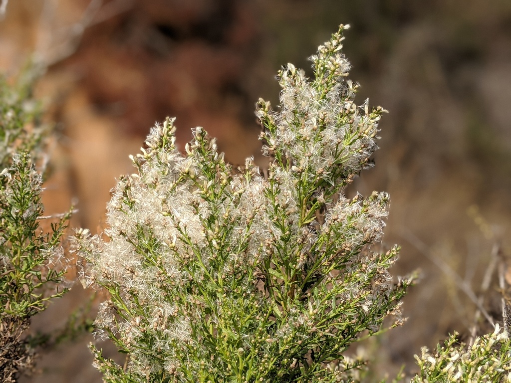 Chaparral Coyote Brush (Baccharis pilularis consanguinea) - Botanical Realm