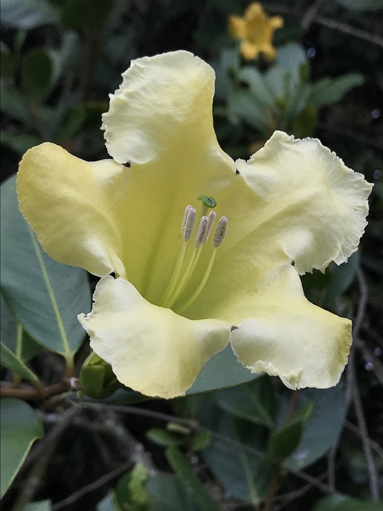 Borrachero de monte (Plantas útiles del bosque alto andino Colombiano ...