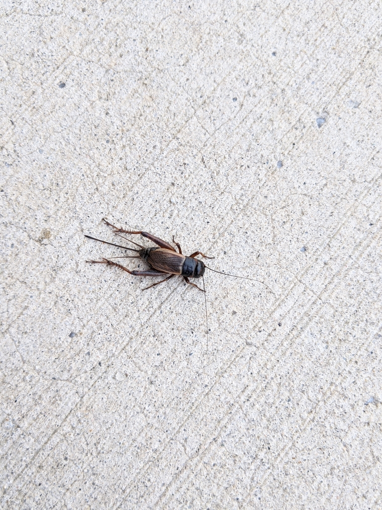 Fall Field Cricket from Washington Park, Providence, RI, USA on October ...