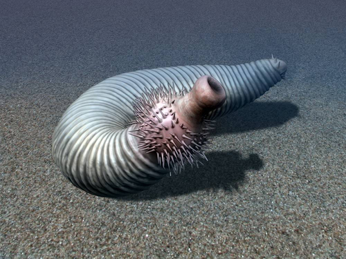 Ottoia prolifica · iNaturalist Mexico