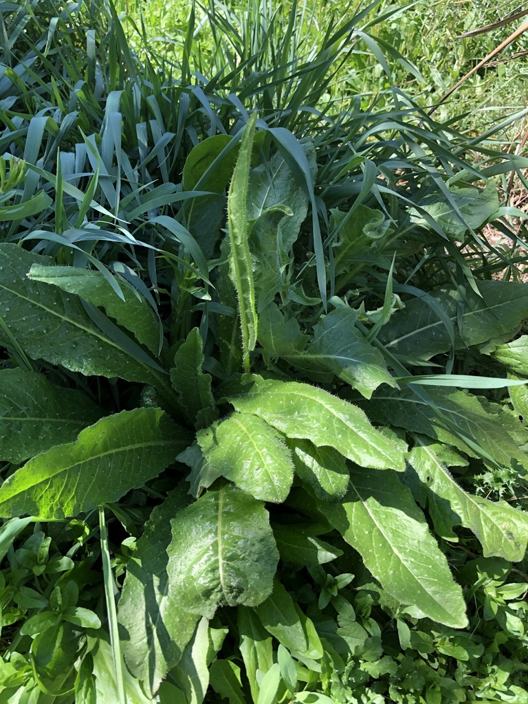 bristly oxtongue from Selwyn, Lincoln, Canterbury, NZ on October 9 ...