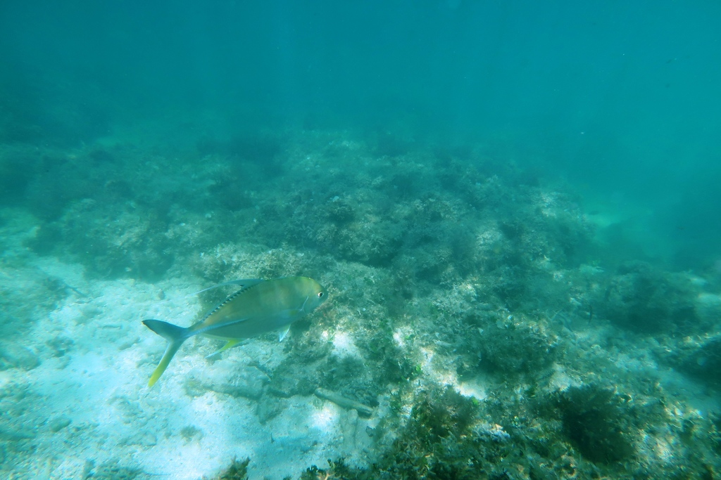 Coach-whip Trevally from Green Island, QLD 4871, Australia on October 5 ...