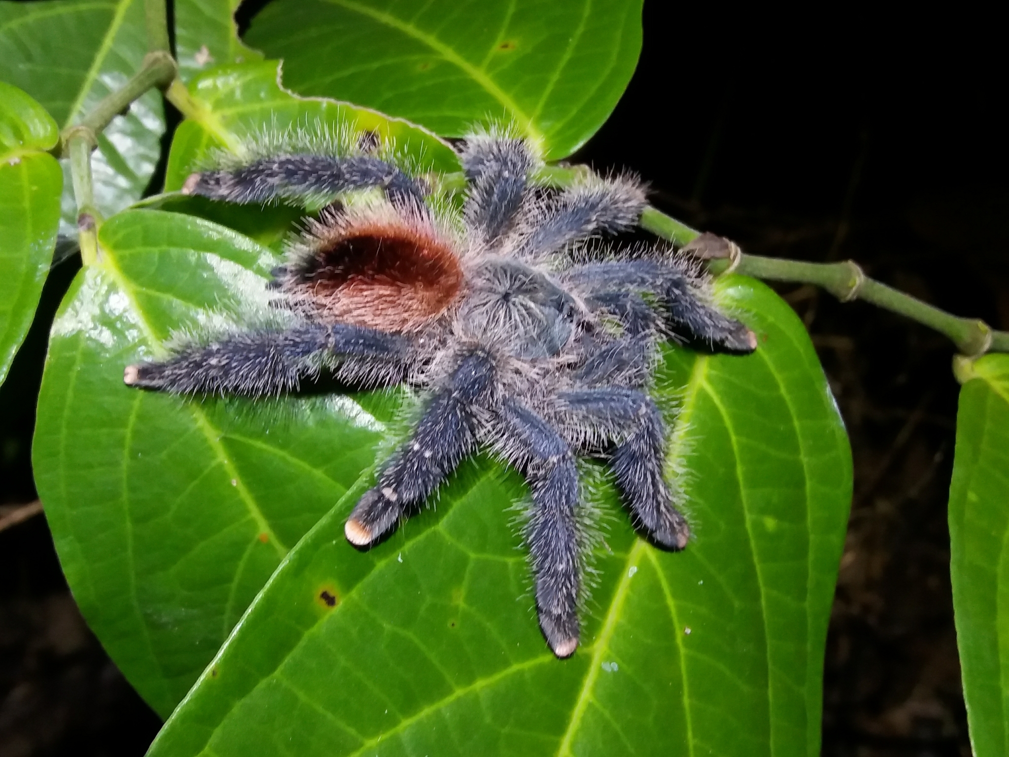 Avicularia variegata F.O.Pickard-Cambridge, 1896