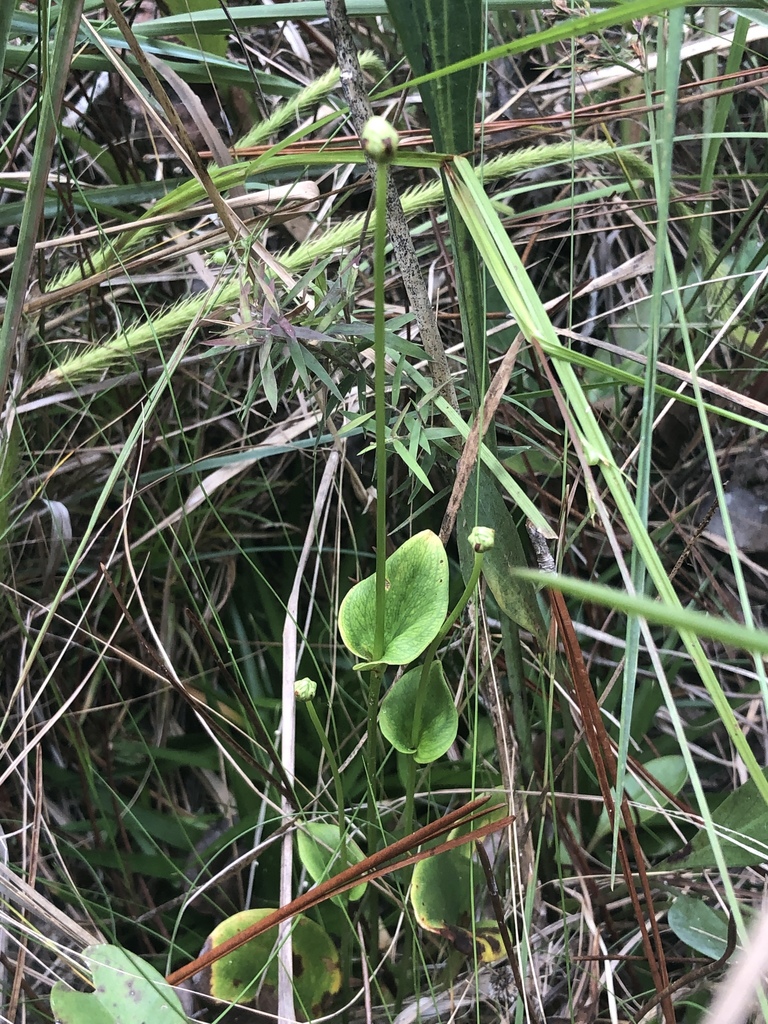 bigleaf grass-of-parnassus in October 2020 by Katherine Parys · iNaturalist