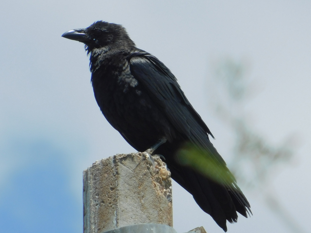 Common Raven from Pernalillo, Cuencamé, Dgo., México on August 29, 2020 ...