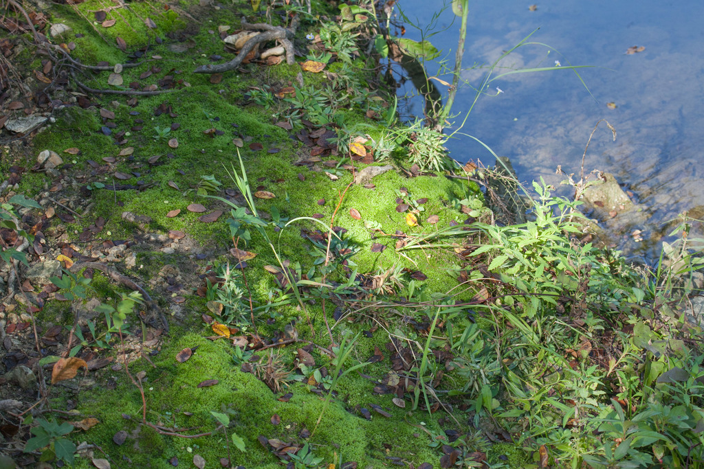 seductive entodon moss from Tarrant County, TX, USA on September 26 ...