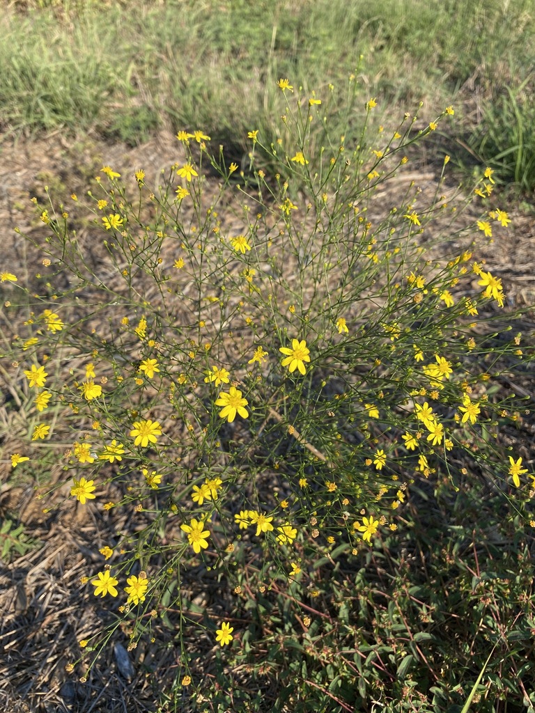 Texas Snakeweed from Tarrant, Texas, United States on October 4, 2020 ...