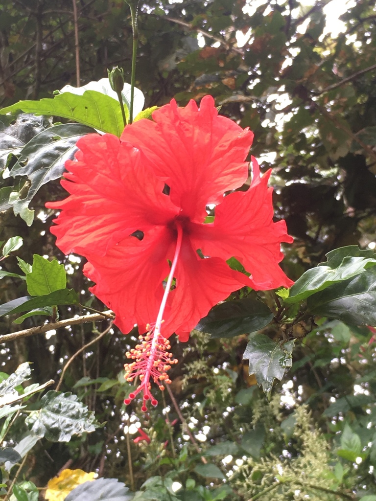 Hibiscus × archeri from Cocle, PA on February 21, 2019 at 10:16 AM by ...
