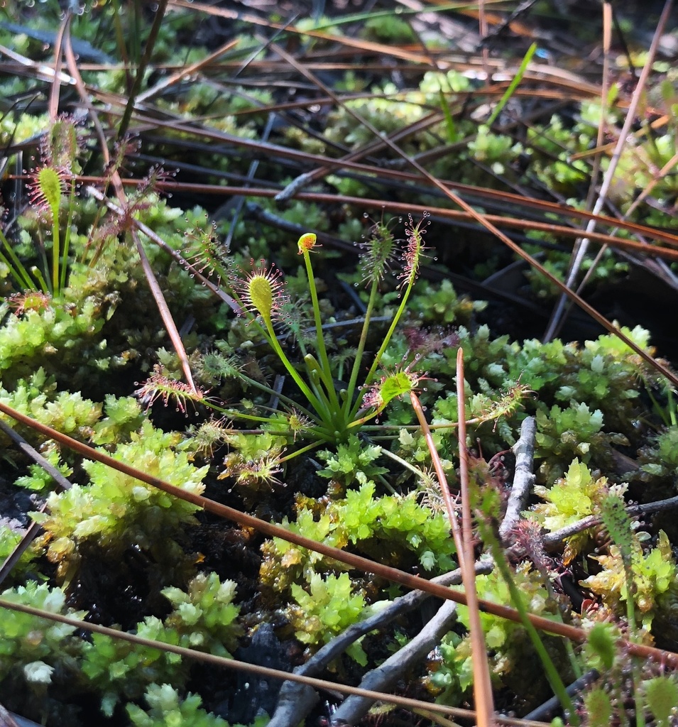 spoonleaf sundew from Supply, NC, US on October 07, 2020 at 03:09 PM by ...