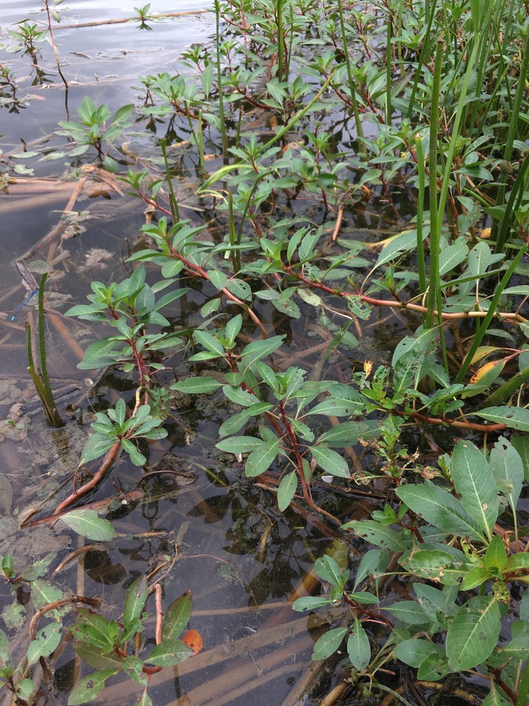 floating primrose-willow from Travis County, US-TX, US on October 8 ...