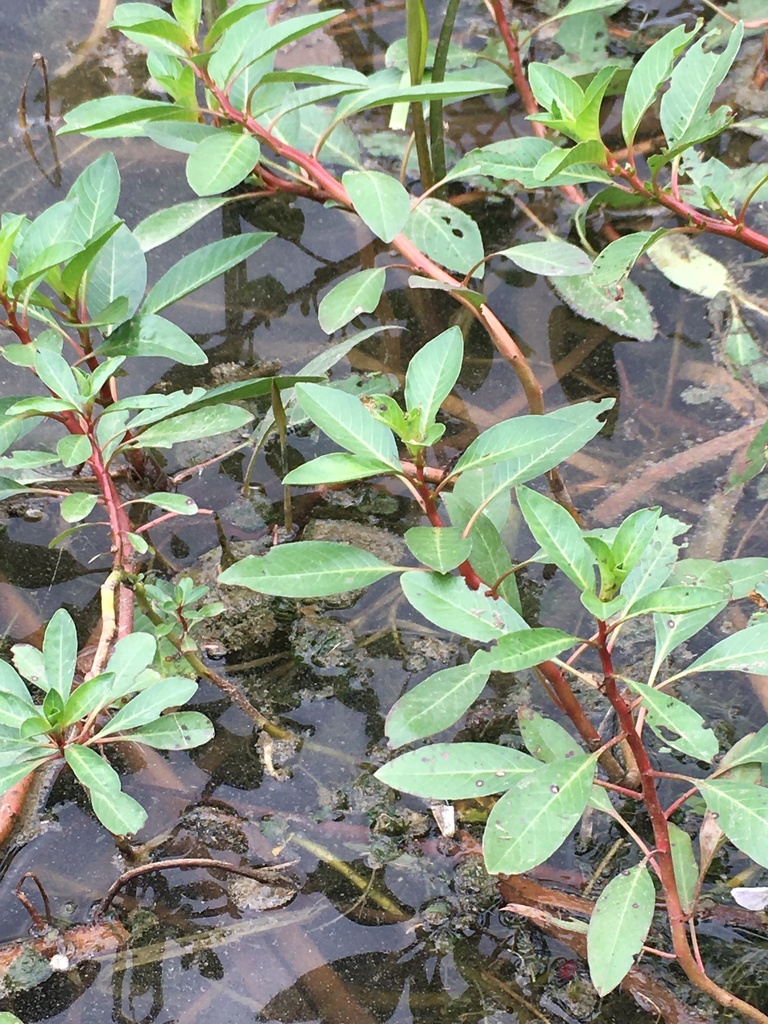 floating primrose-willow (Ludwigia peploides) - Botanical Realm
