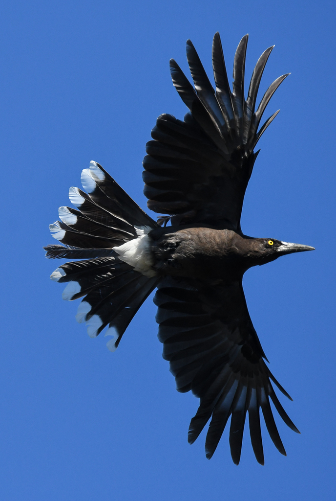 Grey Currawong from Anstey Hill Recreation Park SA 5091, Australia on ...