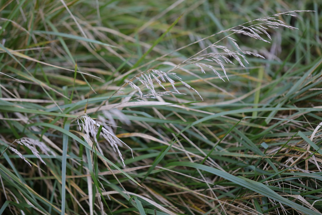 tall oat grass from Sutton Manor Woodland, Jubits Lane, St Helens ...