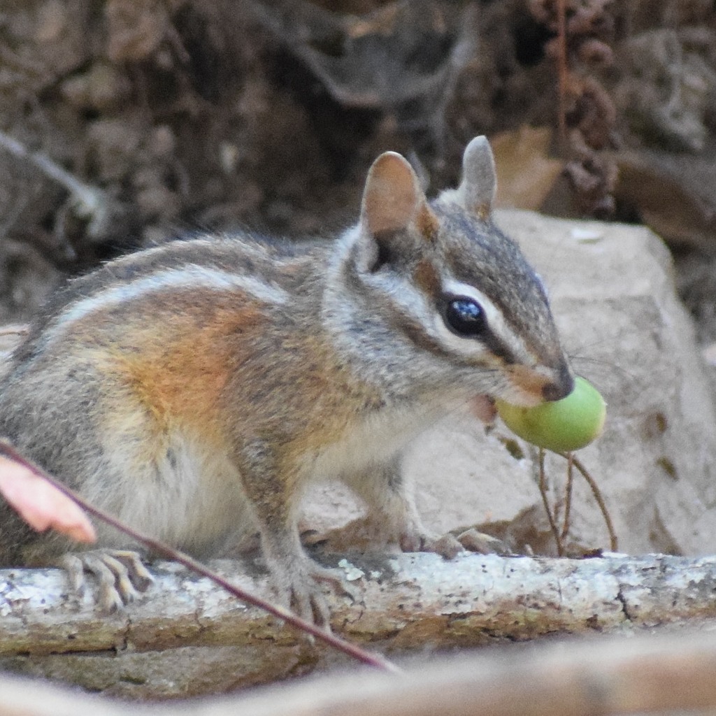 Merriam's Chipmunk from Sierra Azul Open Space Preserve, CA, USA on ...