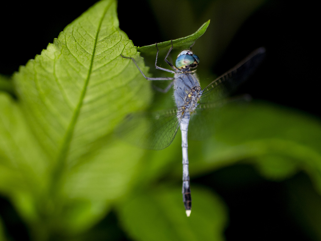 Chalky Percher (insects of mumbai) · iNaturalist