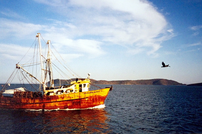 Brown Pelican from Гуаймас, Сонора, Мексика on October 22, 2003 by ...