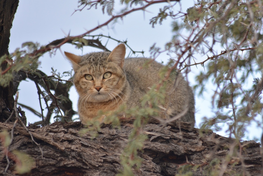 African Wildcat (Mammals of Gondwana Game Reserve) · iNaturalist