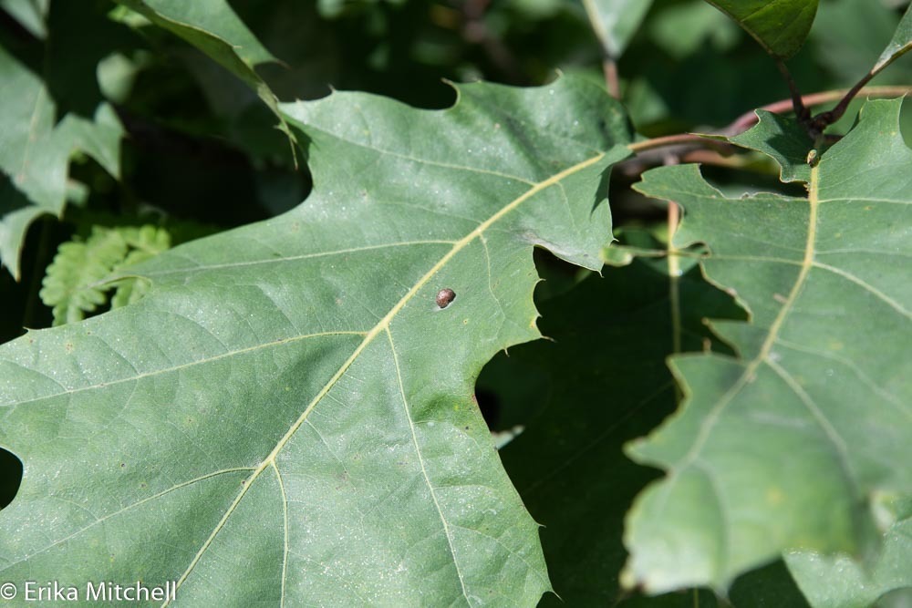 Oak Leaf Gall Midge from Hillsborough, New Hampshire, United States on ...