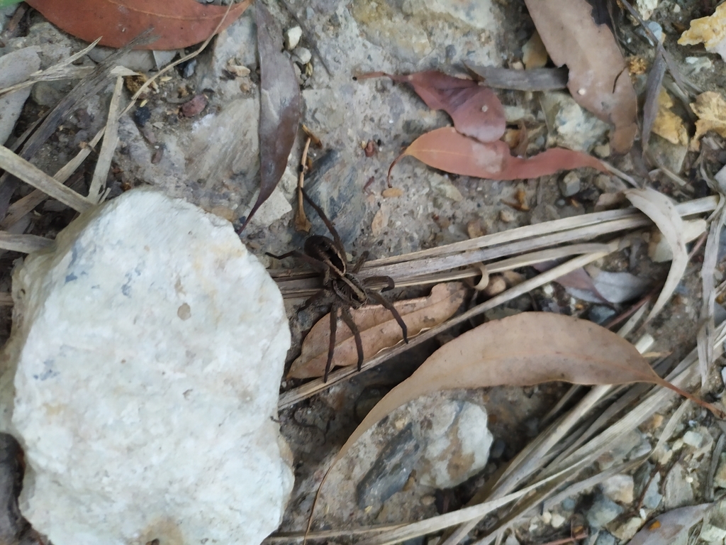 Wolf Spiders in April 2020 by Matilda · iNaturalist