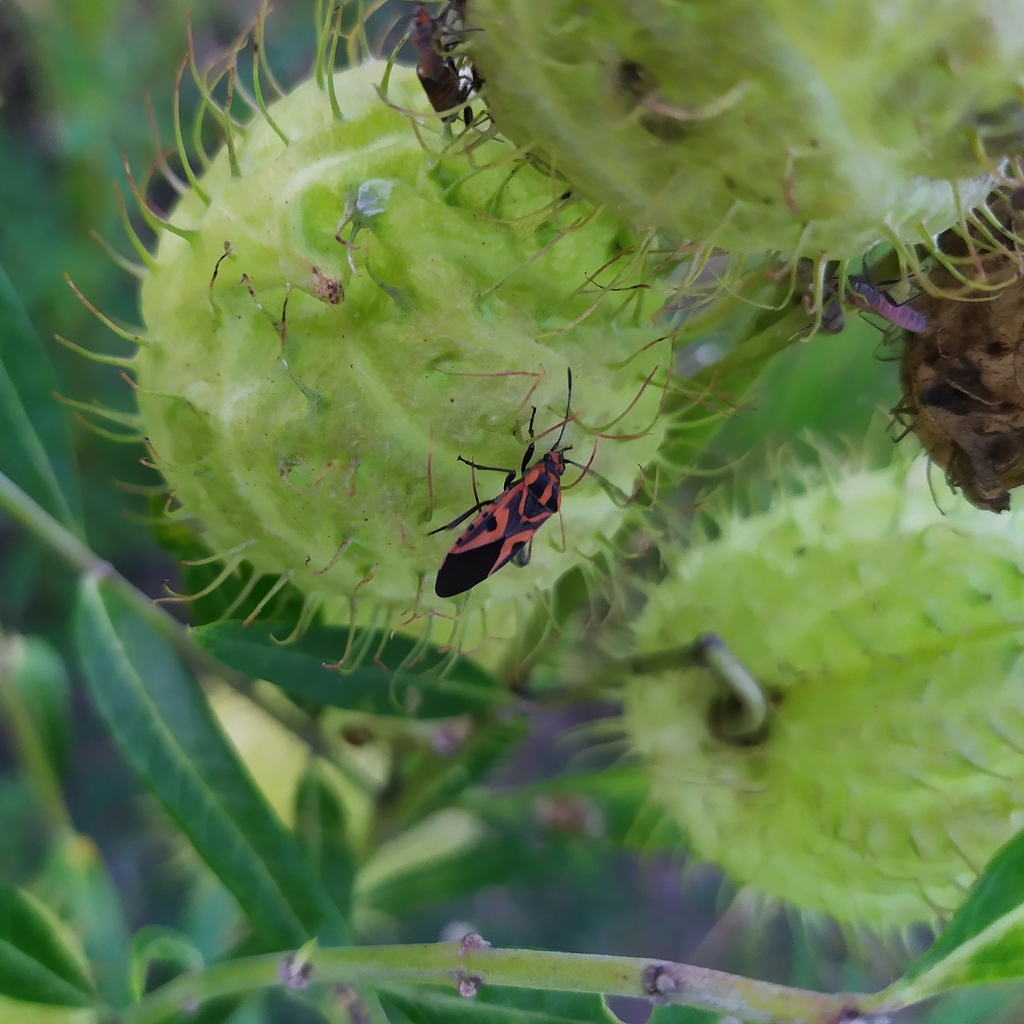 Darth Maul Bug in April 2020 by Matilda. On milk weed plant · iNaturalist