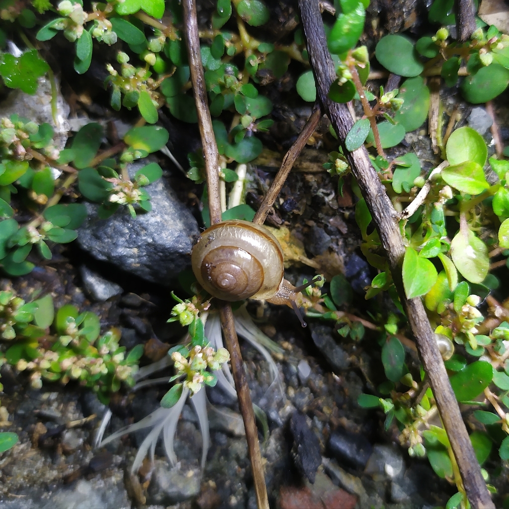 Asian Tramp Snail in April 2020 by Matilda · iNaturalist