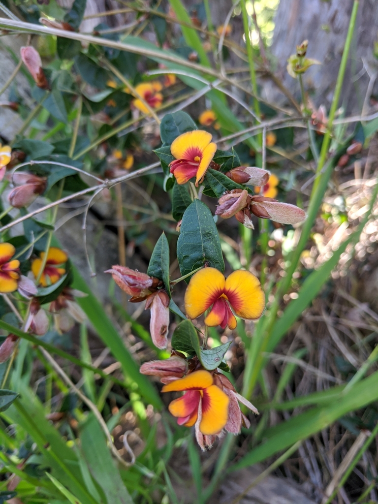 Common Flat-pea from Totness SA 5250, Australia on October 09, 2020 at ...