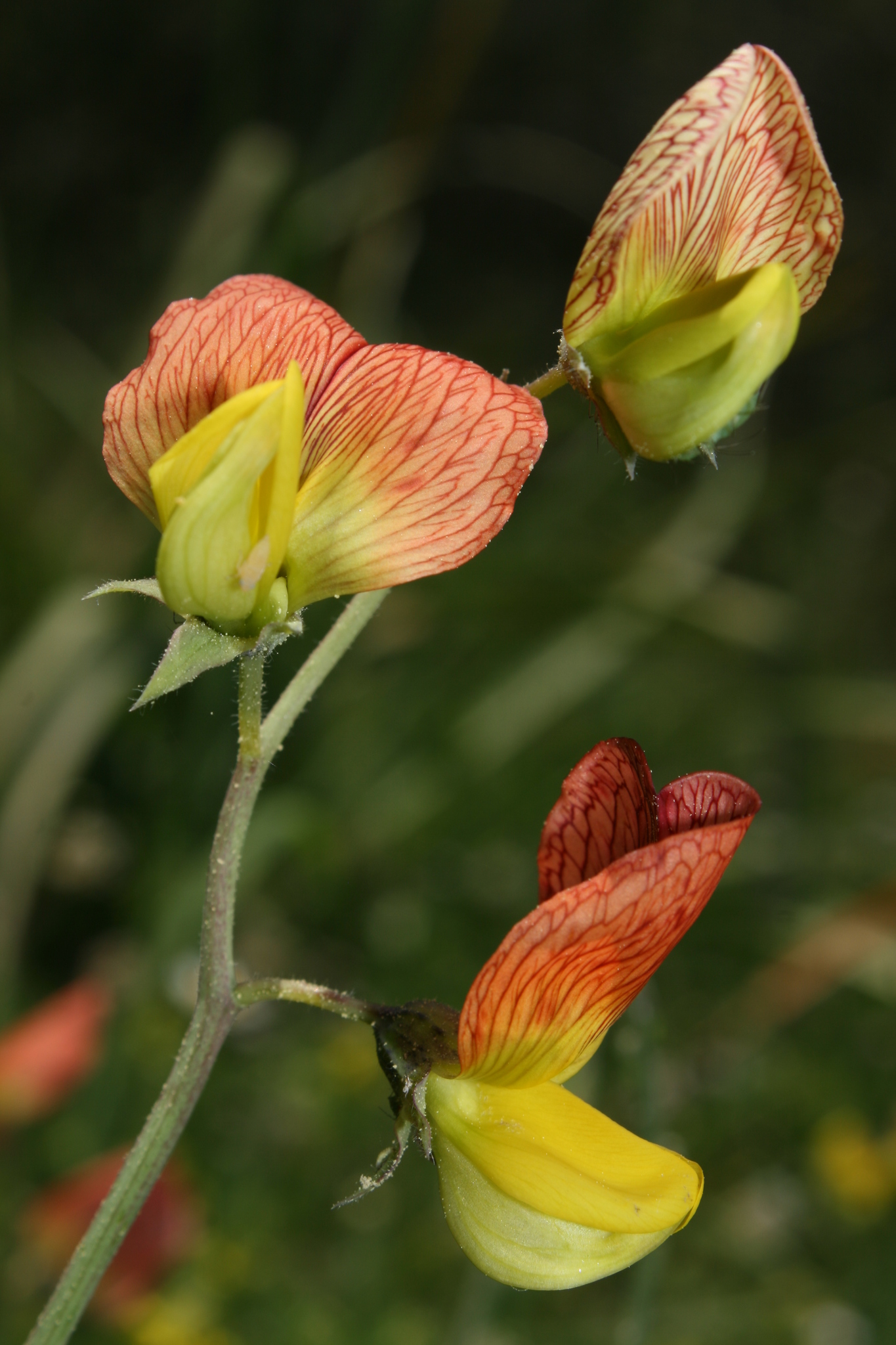 Lathyrus belinensis Maxted & Goyder