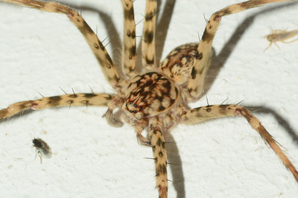 Entelegyne Spiders from Bo-Karoo, South Africa on October 08, 2020 at ...