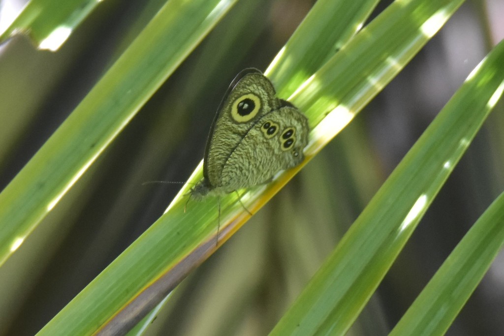 Common Five-ring from Swiss Valley Resort on October 09, 2020 at 12:59 ...