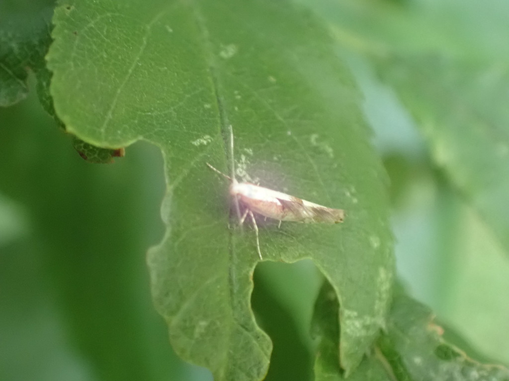 Argents from Linero, Lund, Sweden on September 10, 2020 at 05:22 PM by ...