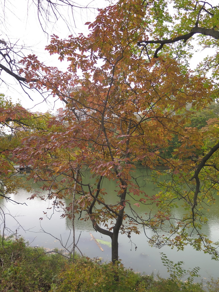 (Fraxinus chinensis rhynchophylla) - Botanical Realm