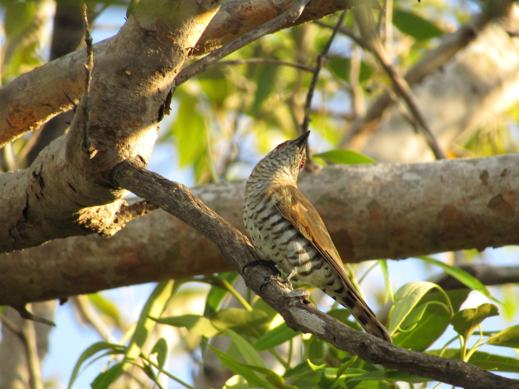 Gould's Bronze Cuckoo from Townsville, QLD, Australia on April 12, 2020 ...