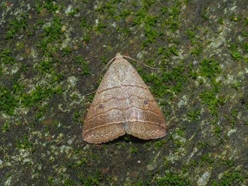 Bocula samarinda · iNaturalist