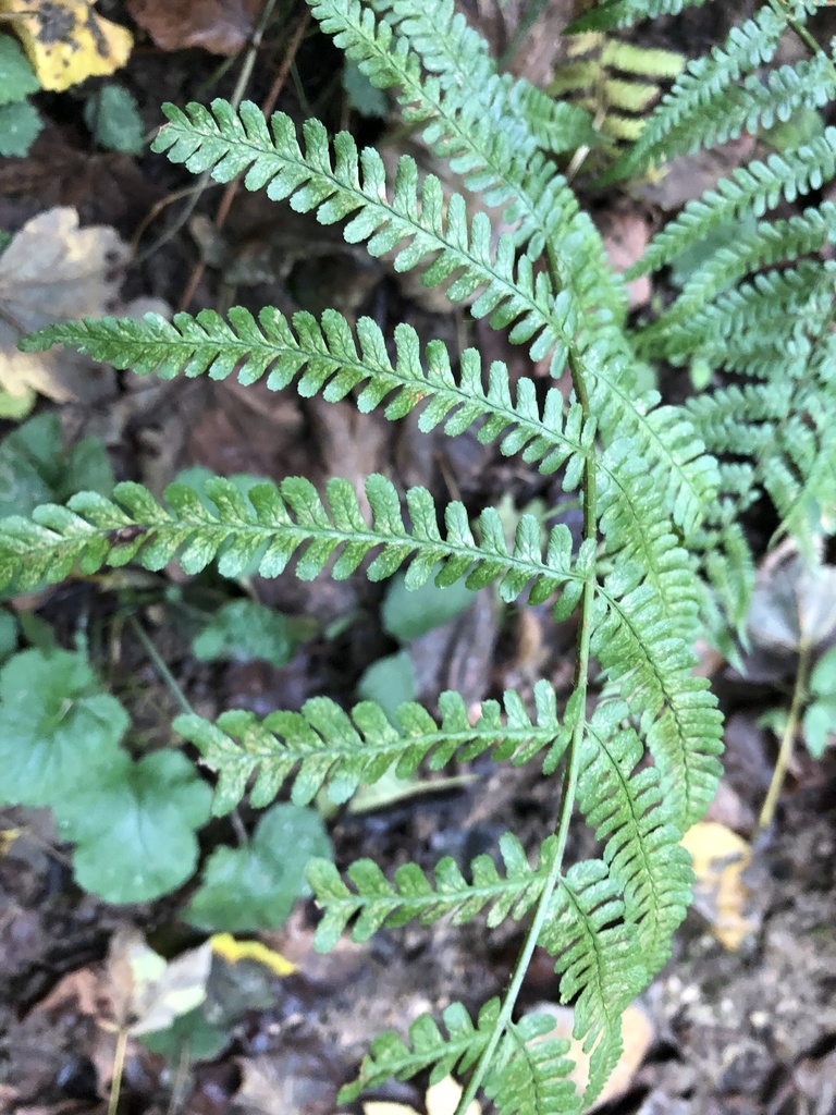 male fern from Kandern, Baden-Württemberg, DE on October 09, 2020 at 02 ...