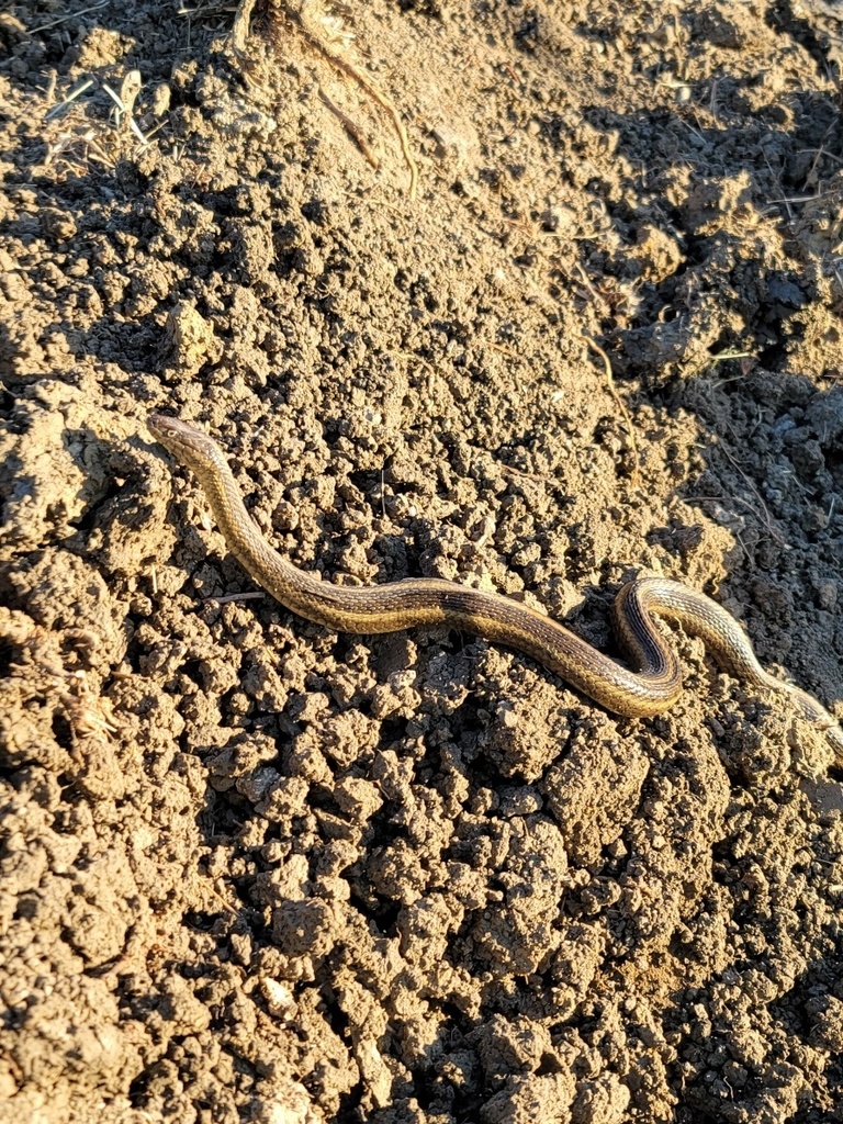 Giant Garter Snake in September 2020 by ranchcorgis · iNaturalist