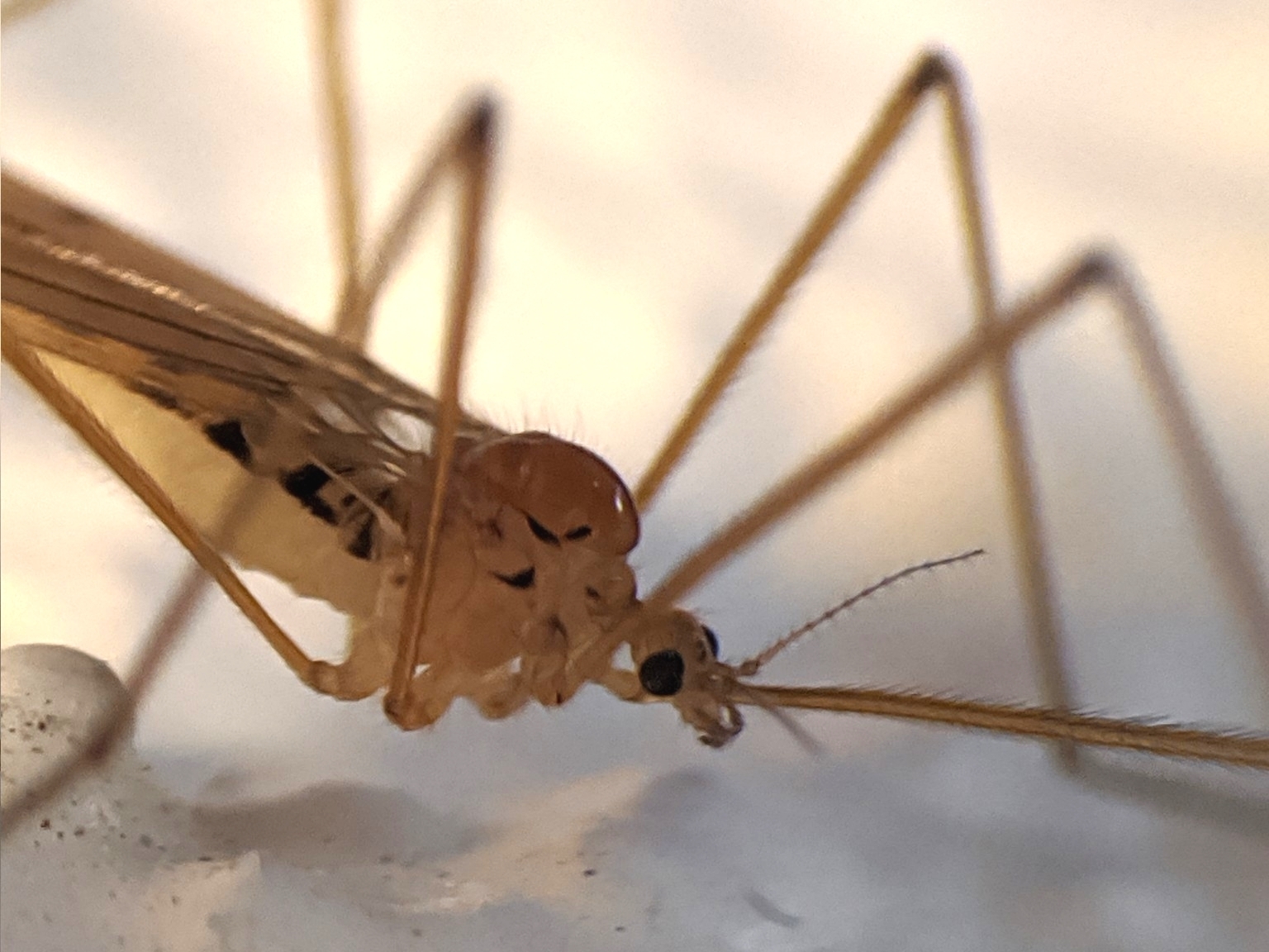 Cladura Osten Sacken, 1860