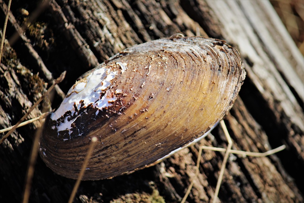 Fatmucket from Thunder Bay District, ON, Canada on October 8, 2020 at ...