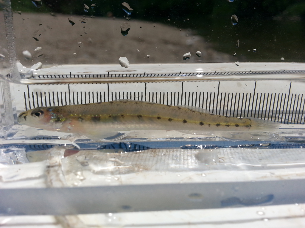 Eastern Sand Darter in June 2015 by Scott Gibson · iNaturalist