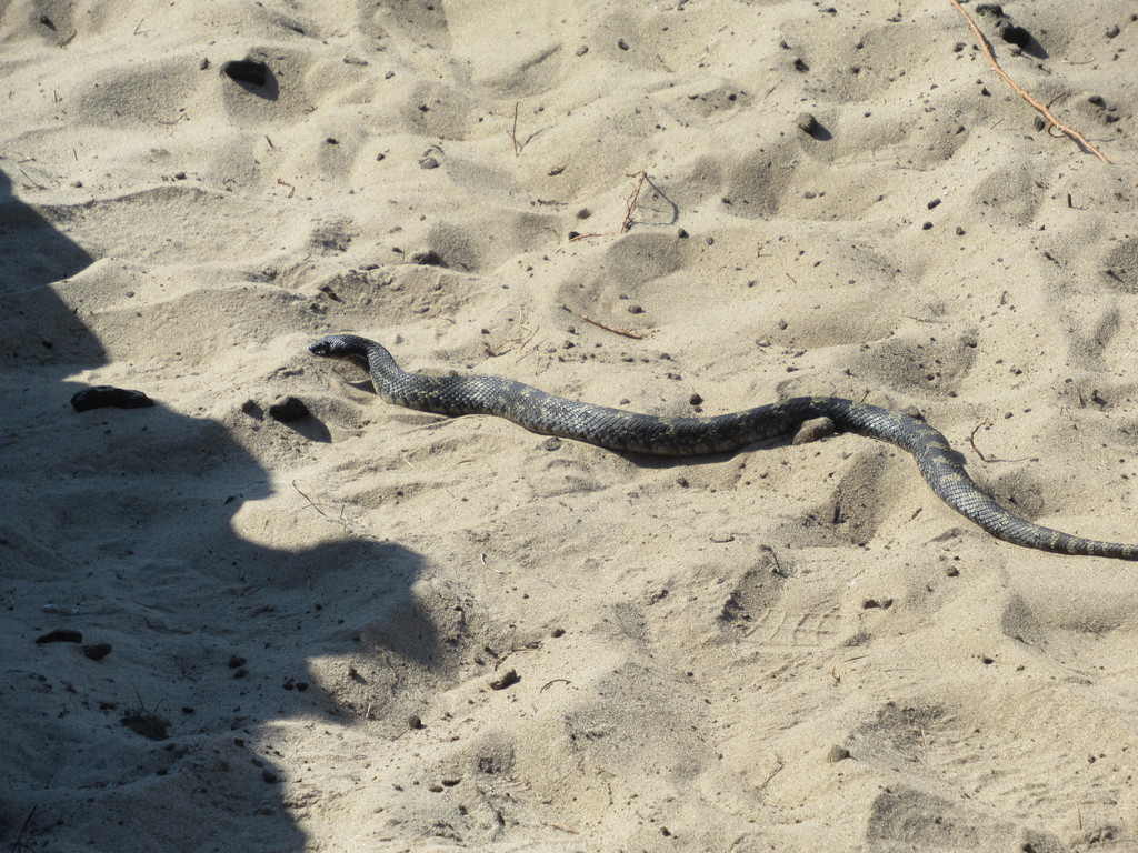 Eastern Hognose Snake from Worcester County, MD, USA on October 07 ...
