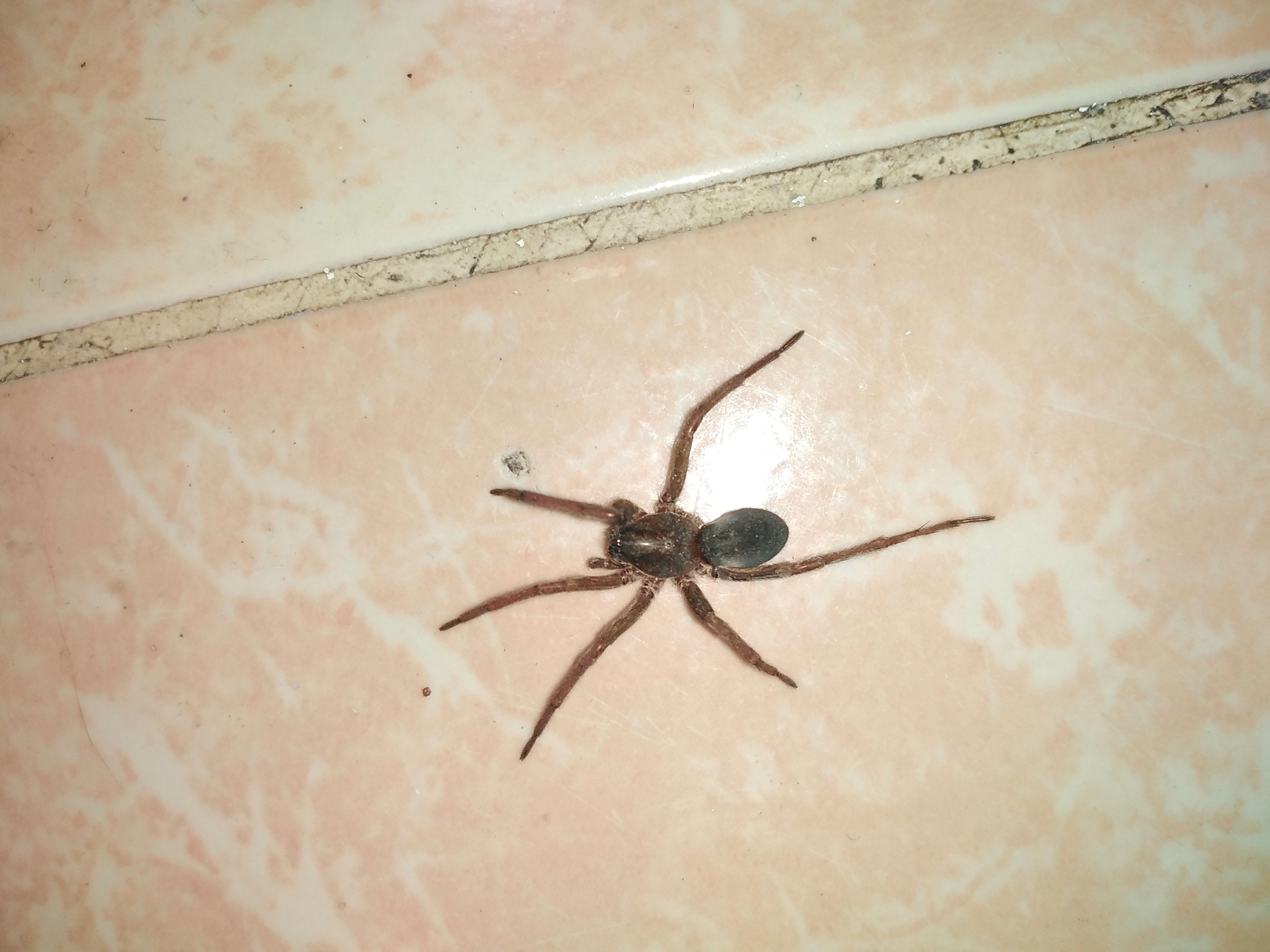 Zorocrates fuscus Simon, 1888