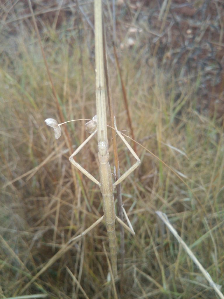 French stick insect from Fichella on October 5, 2020 at 07:36 AM by ...