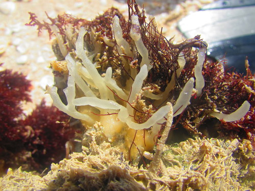 Oceanapia nodosa · iNaturalist Canada