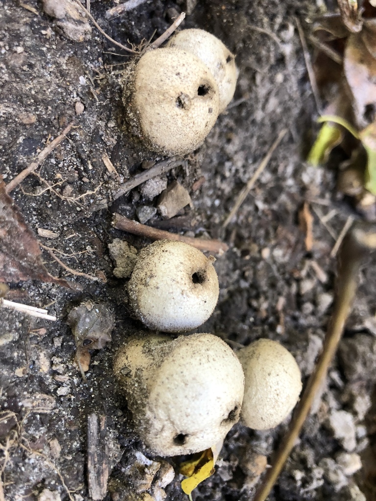 Pear-shaped Puffball from Chillicothe, IL, US on October 8, 2020 at 11: ...
